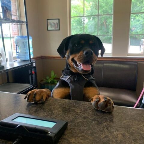 Best Veterinary Hospital In Allen, TX | Allen Family Vet
