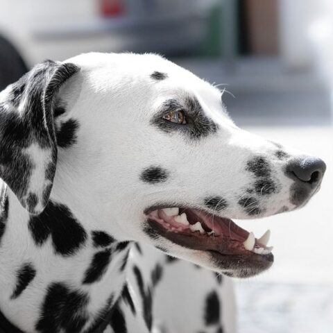 Best Veterinary Hospital In Allen, TX | Allen Family Vet