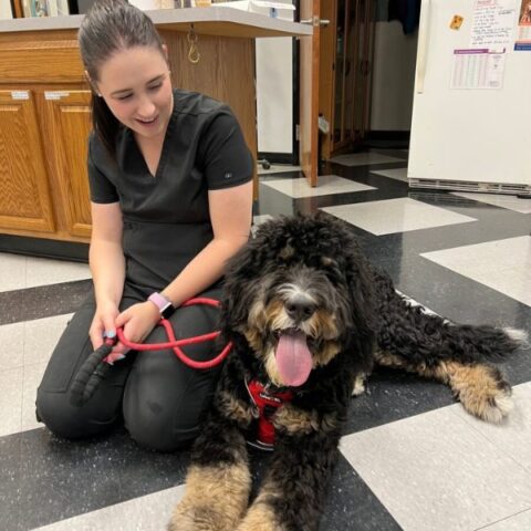 Best Veterinary Hospital In Allen, TX | Allen Family Vet