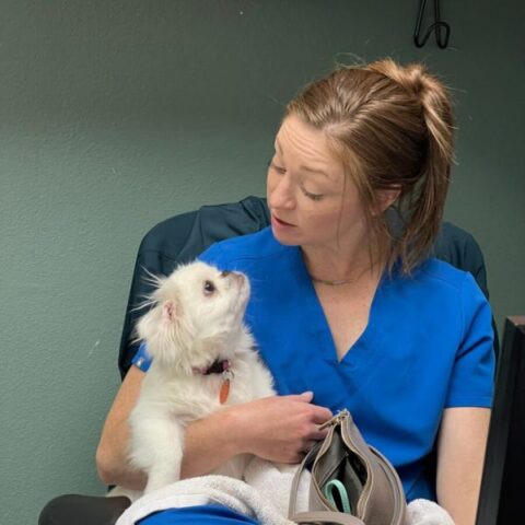 Best Veterinary Hospital In Allen, TX | Allen Family Vet