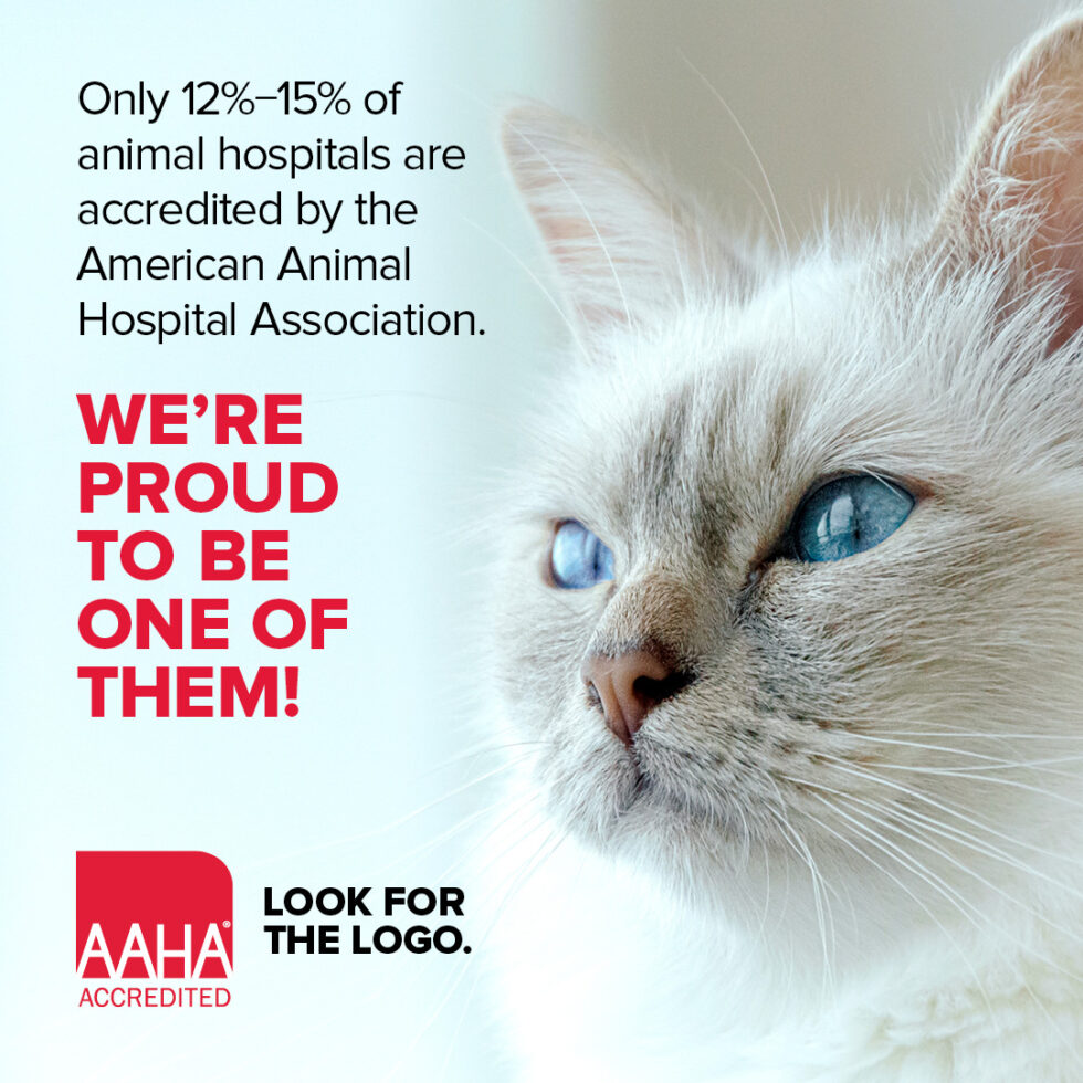 Best Veterinary Hospital In Allen, TX | Allen Family Vet